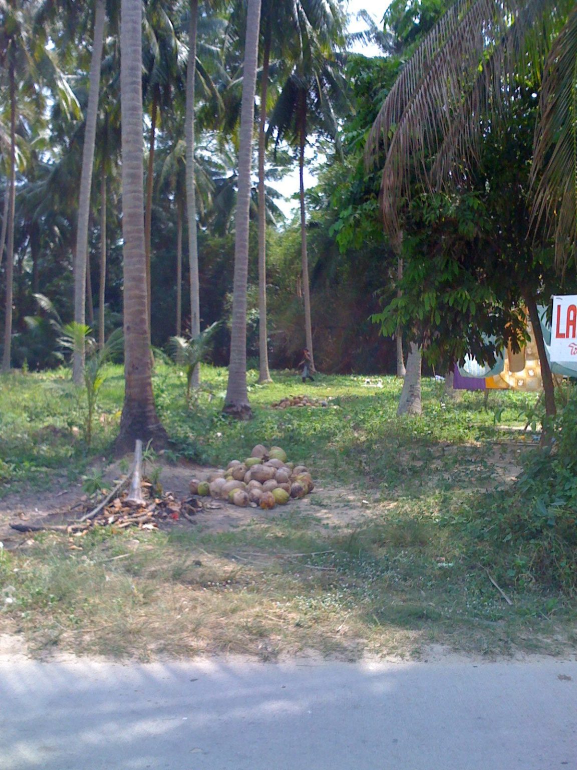 Monkeys picking coconuts in Ko Samui, Thailand – iTravelAbout